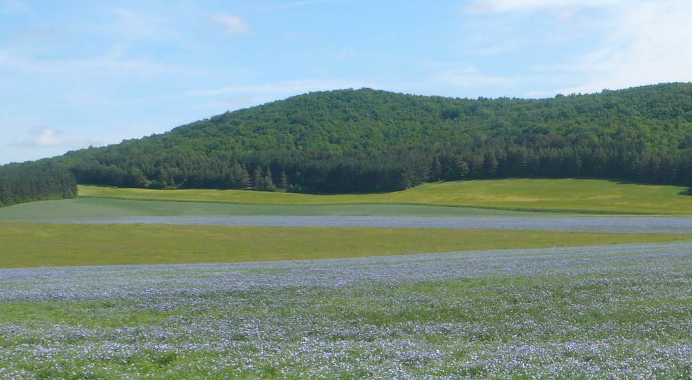 Le lin, une matière naturelle et écologique