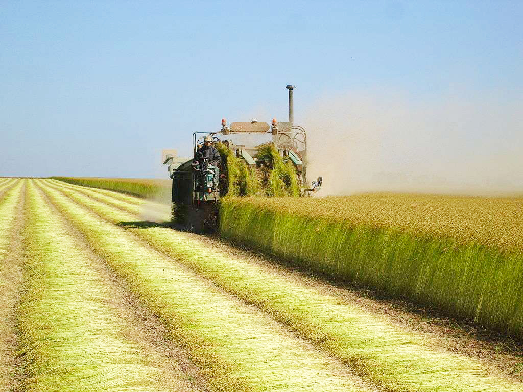 Le lin, une matière naturelle et écologique
