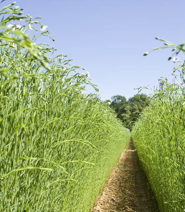 Le lin, une matière naturelle et écologique